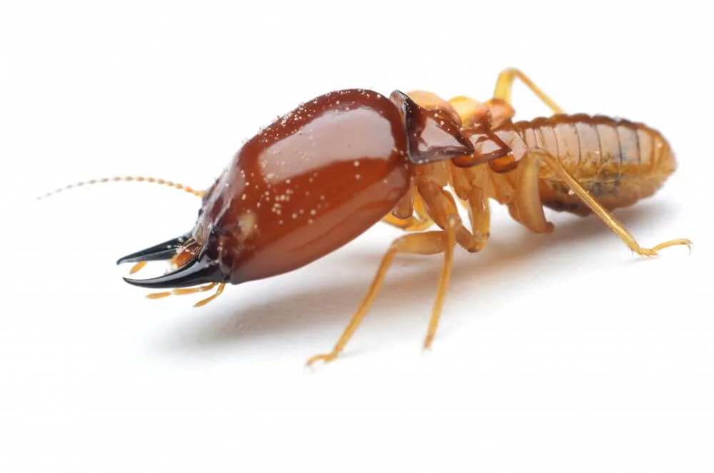 UF scientists discover hybrid termites in South Florida