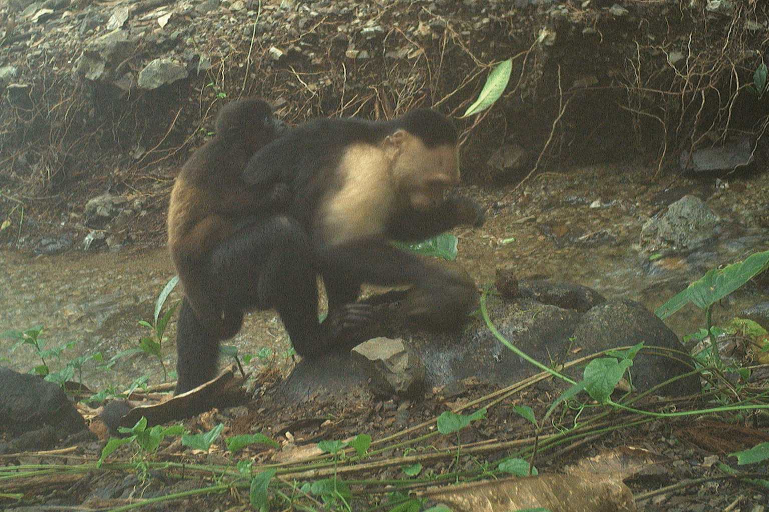 Capuchin monkeys in Panama abduct howler monkey babies