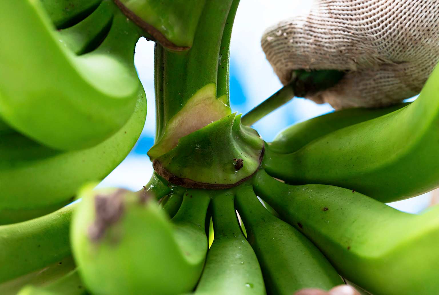 Gene-Edited Non-Browning Banana Developed