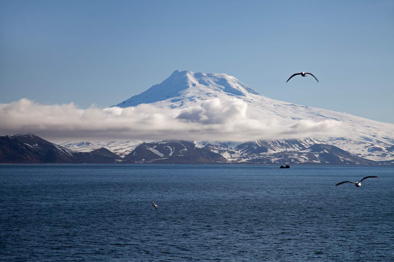 New Tariffs on Penguin Countries