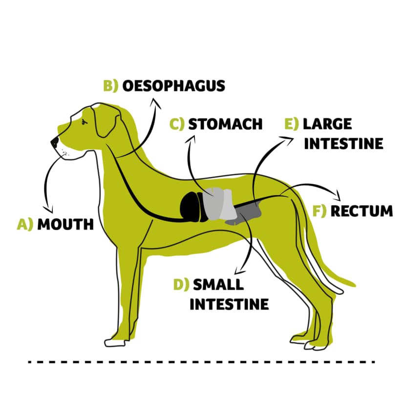 The Carnivore vs. Omnivore Debate | Are dogs omnivores or carnivores ...