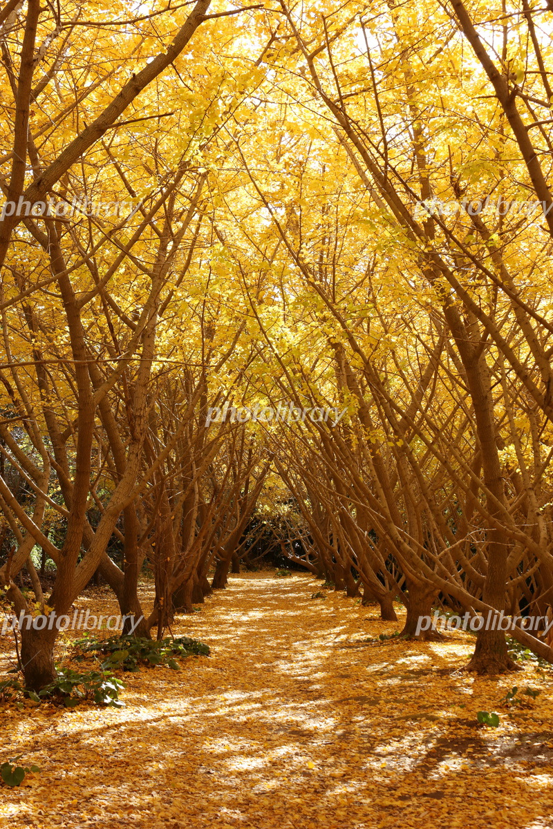 台日國際交流計畫 - 忠孝國小與垂水市立小學校